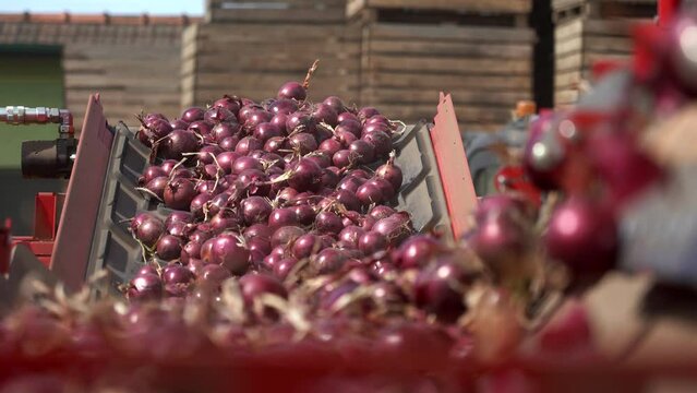 "Root Crops" Images – Browse 1,653 Stock Photos, Vectors, and Video ...