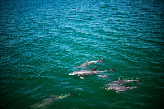 고래 Bilder – Durchsuchen 228 Archivfotos, Vektorgrafiken und Videos ...