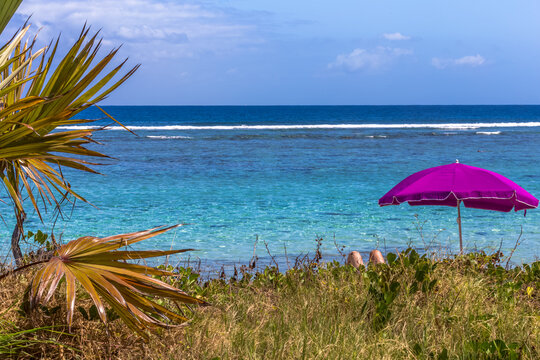 รูปภาพLatanier – เลือกดูภาพถ่ายสต็อก เวกเตอร์ และวิดีโอ355 | Adobe Stock