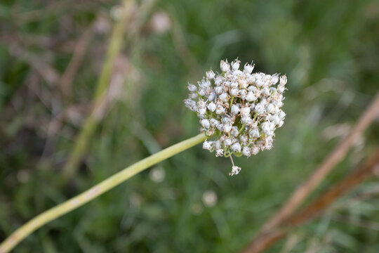 Cebollin Images – Browse 167 Stock Photos, Vectors, and Video | Adobe Stock