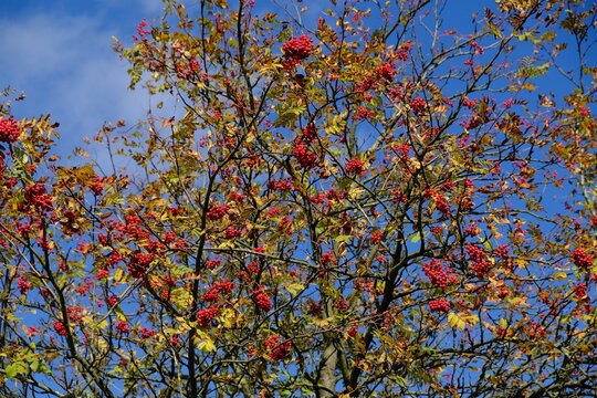 "Sorb Apple" Bilder – Durchsuchen 1,302 Archivfotos, Vektorgrafiken und ...