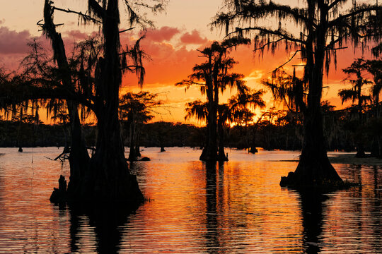 รูปภาพBayou – เลือกดูภาพถ่ายสต็อก เวกเตอร์ และวิดีโอ9,720 | Adobe Stock