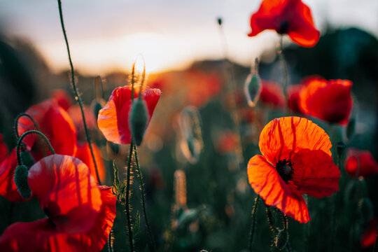 Unruffled Images – Browse 2,530,911 Stock Photos, Vectors, and Video ...