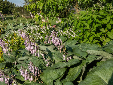 รูปภาพAgavoideae – เลือกดูภาพถ่ายสต็อก เวกเตอร์ และวิดีโอ2,784 | Adobe ...