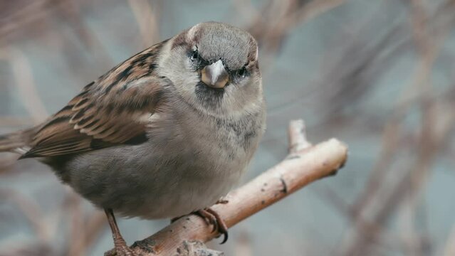House Sparrow Images Browse 48 673 Stock Photos Vectors And Video