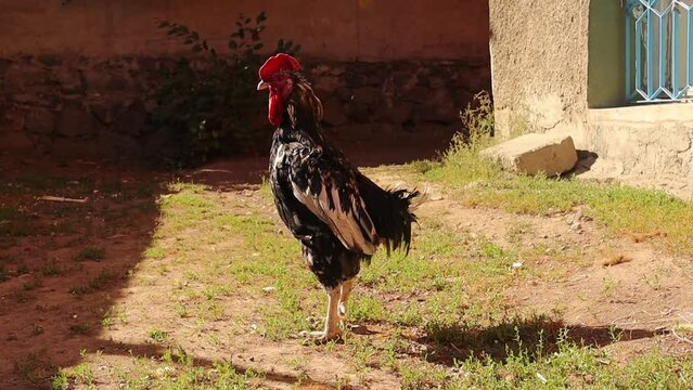 Chicken Poop Images – Browse 2,171 Stock Photos, Vectors, and Video ...