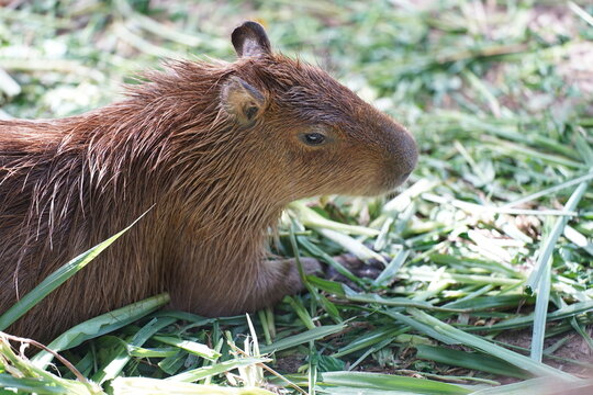Chiguiro Bilder – Durchsuchen 13,116 Archivfotos, Vektorgrafiken und ...