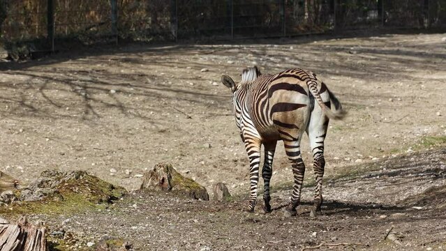 "Mountain Zebra" Images – Browse 3,701 Stock Photos, Vectors, and Video ...