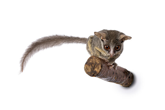 「Nagapie」の画像 - 21 件の Stock 写真、ベクターおよびビデオ | Adobe Stock