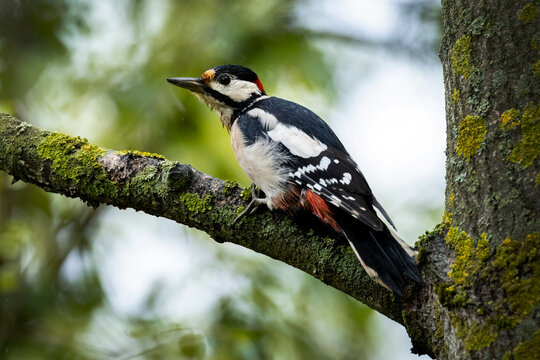 Peckerwood bilder – Bläddra bland 141,078 stockfoton, vektorer och ...