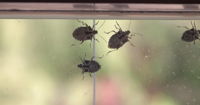 "Stink Bugs" Images – Parcourir 10,575 le catalogue de photos, vecteurs et vidéos | Adobe Stock