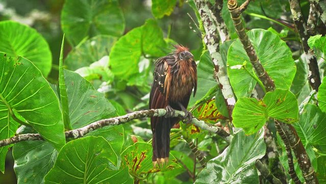 Hoatzin Images – Parcourir 582 le catalogue de photos, vecteurs et ...