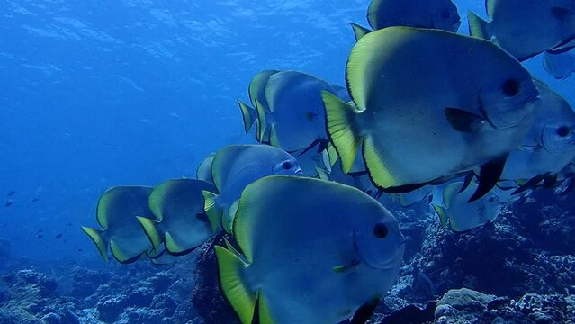 Batfish Video Footage – Browse 789 HD Stock Video and Footage | Adobe Stock