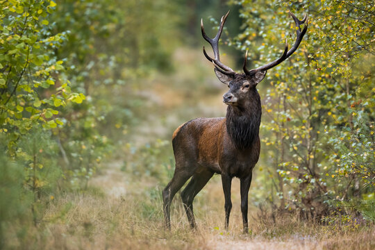"Red Deer" Images – Browse 80,374 Stock Photos, Vectors, and Video ...