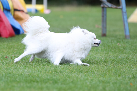 How Much Should A Japanese Spitz Weight