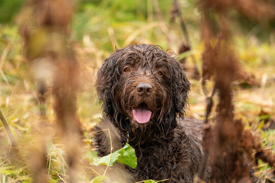 รูปภาพPudelpointer – เลือกดูภาพถ่ายสต็อก เวกเตอร์ และวิดีโอ452 | Adobe ...