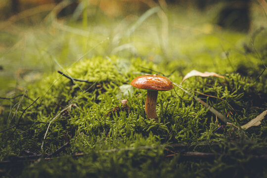 「Braunkappe」の写真素材 | 626件の無料イラスト画像 | Adobe Stock