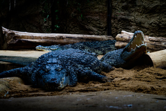 「Krokodile」の写真素材 | 1,729件の無料イラスト画像 | Adobe Stock