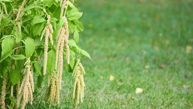 Love-Lies-Bleeding Images – Browse 1,740 Stock Photos, Vectors, and ...