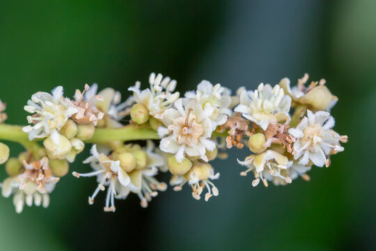 Longan Flower