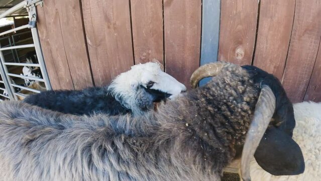 Baa-Lamb Bilder – Durchsuchen 372 Archivfotos, Vektorgrafiken und ...