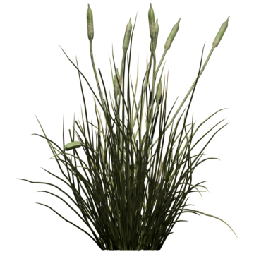 Cattails Png