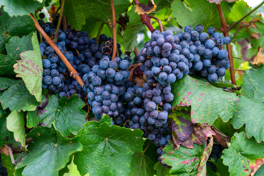 「Makomako」の画像 - 1,066 件の Stock 写真、ベクターおよびビデオ | Adobe Stock