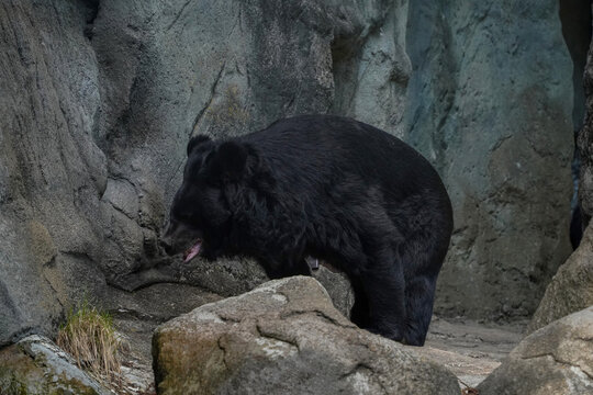 รูปภาพ"Moon Bear" – เลือกดูภาพถ่ายสต็อก เวกเตอร์ และวิดีโอ24,383 ...