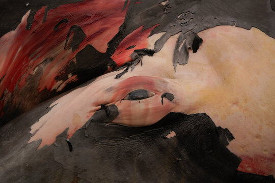 "Fin Whale"-Bilder: Stock-Fotos & -Videos. | Adobe Stock