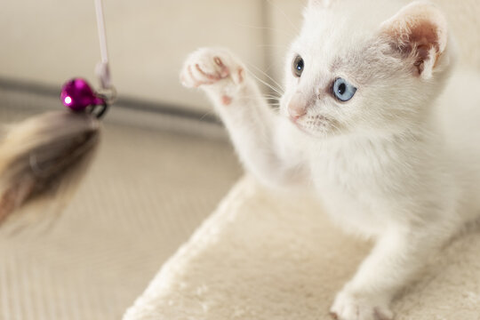 รูปภาพCatamite – เลือกดูภาพถ่ายสต็อก เวกเตอร์ และวิดีโอ1,098 | Adobe Stock