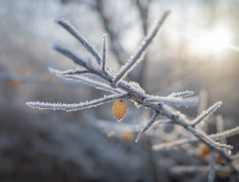 Hoarfrost Images – Browse 2,923,504 Stock Photos, Vectors, and Video ...