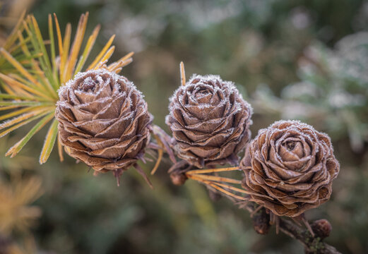 รูปภาพ"Larch – เลือกดูภาพถ่ายสต็อก เวกเตอร์ และวิดีโอ102,144 | Adobe Stock