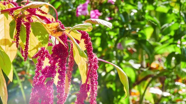 Love-Lies-Bleeding Images – Browse 1,740 Stock Photos, Vectors, and ...