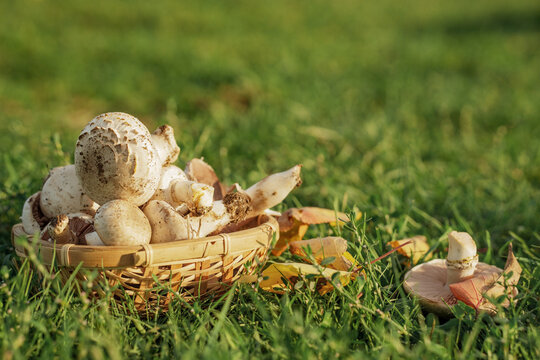Wald-Champignon Bilder – Durchsuchen 3,074 Archivfotos, Vektorgrafiken ...