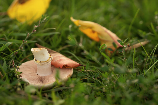 Wald-Champignon Bilder – Durchsuchen 2,964 Archivfotos, Vektorgrafiken ...