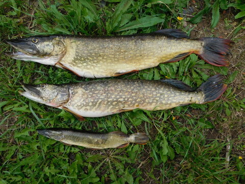 Piscivore bilder – Bläddra bland 2,240 stockfoton, vektorer och videor ...