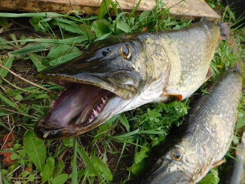 Afbeeldingen over "Fish Species" – Blader in stockfoto's, vectoren en ...