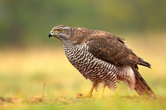 Gentilis Images – Browse 3,318 Stock Photos, Vectors, and Video | Adobe ...