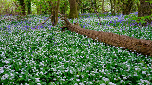 รูปภาพKurrat – เลือกดูภาพถ่ายสต็อก เวกเตอร์ และวิดีโอ2,816 | Adobe Stock