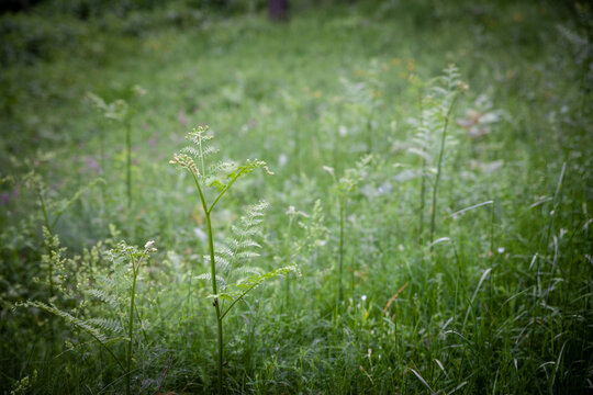 รูปภาพPteridopsida – เลือกดูภาพถ่ายสต็อก เวกเตอร์ และวิดีโอ1,800 ...