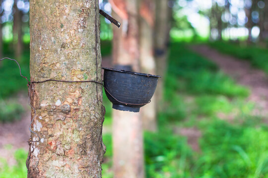 รูปภาพRubberwood – เลือกดูภาพถ่ายสต็อก เวกเตอร์ และวิดีโอ242 | Adobe Stock