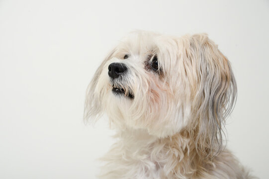 รูปภาพMalteser – เลือกดูภาพถ่ายสต็อก เวกเตอร์ และวิดีโอ3,026 | Adobe Stock