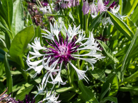 "Perennial Cornflower" Images – Browse 1,485 Stock Photos, Vectors, and ...