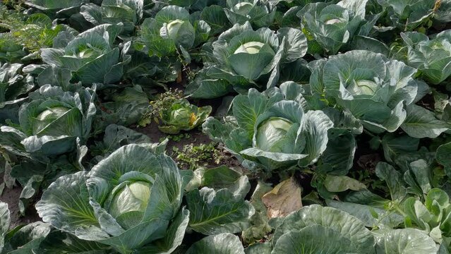"Cabbage Stalk" Images – Browse 138 Stock Photos, Vectors, and Video ...