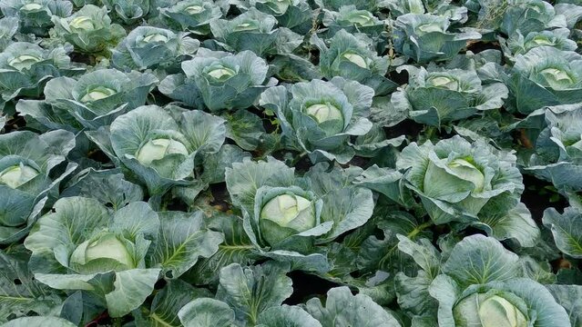 "Cabbage Stalk" Images – Browse 138 Stock Photos, Vectors, and Video ...