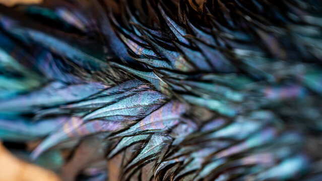 รูปภาพSeval – เลือกดูภาพถ่ายสต็อก เวกเตอร์ และวิดีโอ117 | Adobe Stock