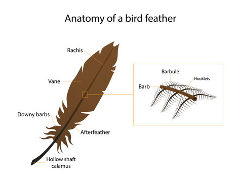 Epidermal Images – Browse 11,140 Stock Photos, Vectors, and Video ...