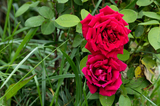 "Double Rose" Images – Browse 235 Stock Photos, Vectors, and Video ...