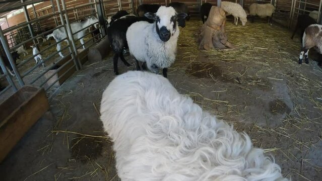 Baa-Lamb Bilder – Durchsuchen 350 Archivfotos, Vektorgrafiken und ...