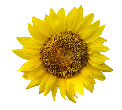 「Surajmukhi」の画像 - 78 件の Stock 写真、ベクターおよびビデオ | Adobe Stock